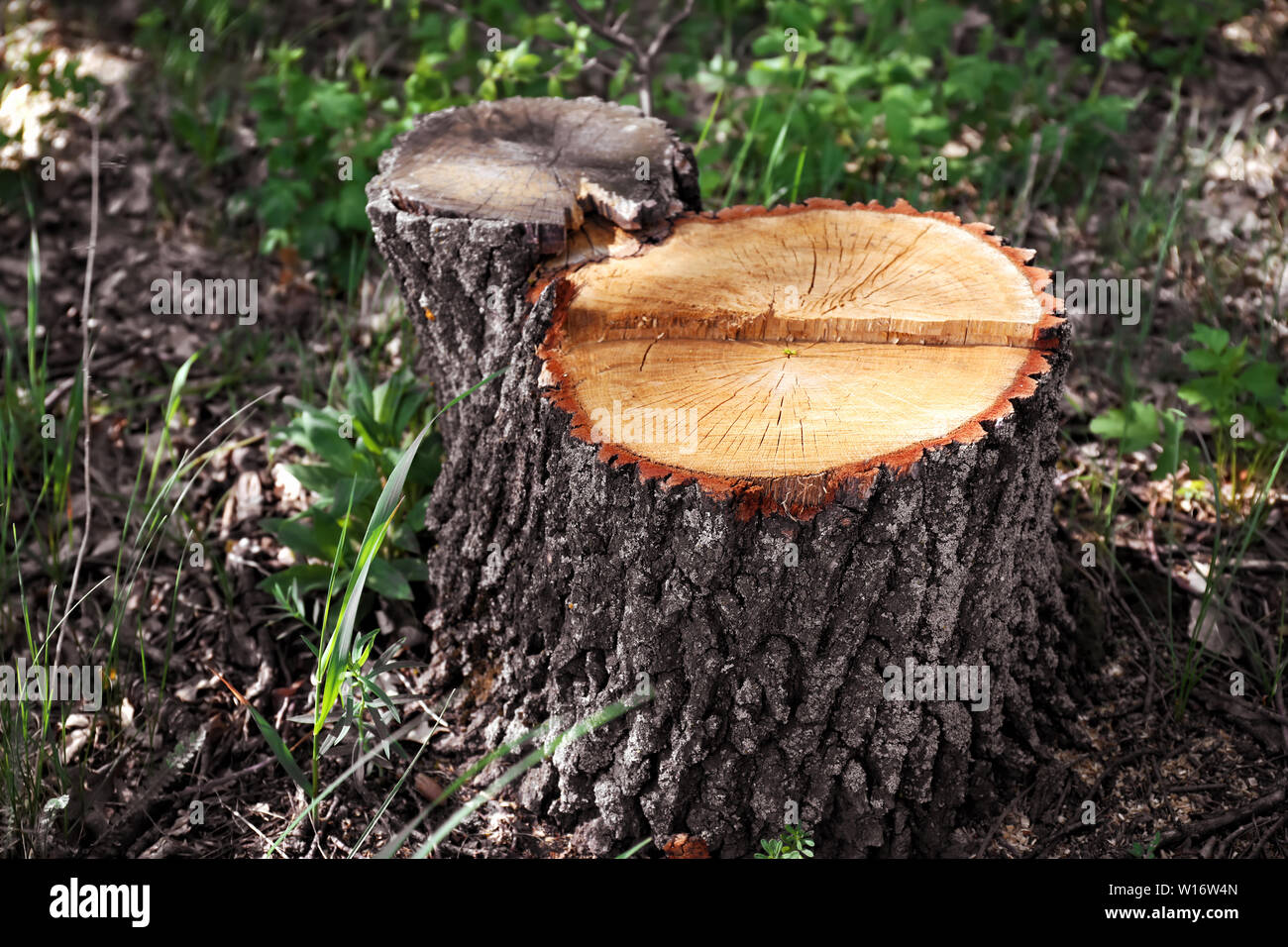 Tree stump in spring forest Stock Photo - Alamy