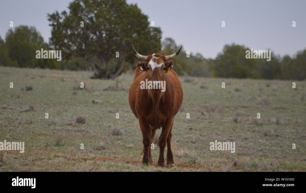 Brown cow, bull with horns and white stripe on face, looking straight ...