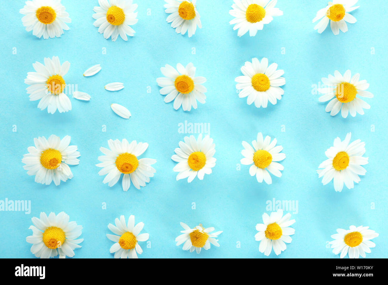 Fresh wild chamomile flowers on color background Stock Photo - Alamy