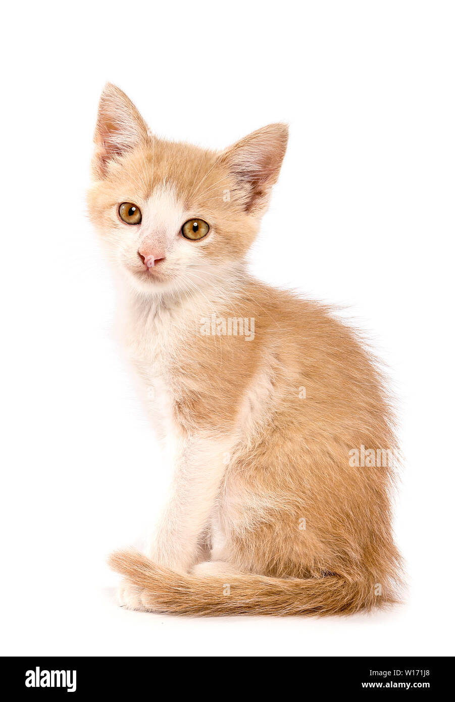 Cute funny kitten on white background Stock Photo - Alamy