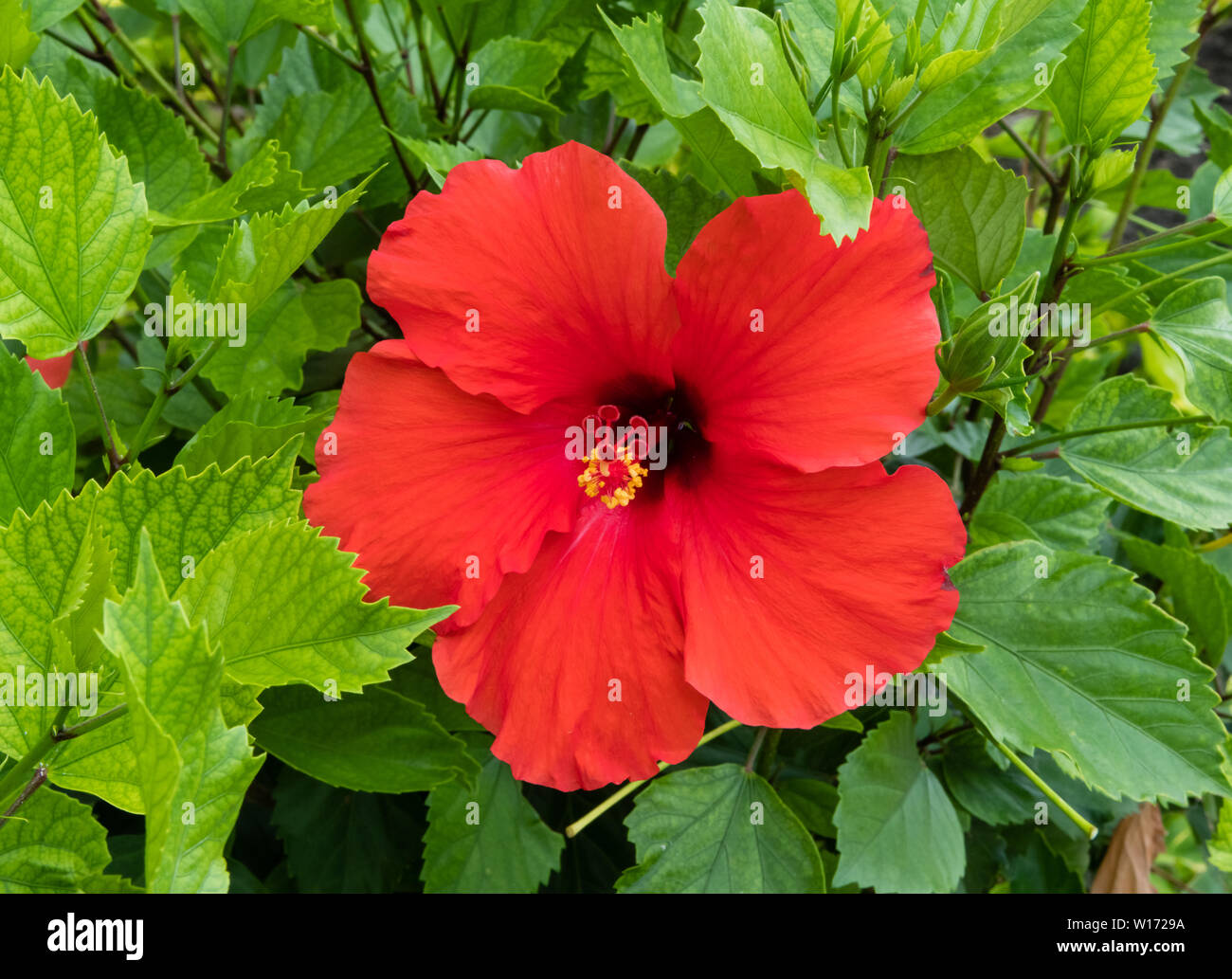 Beautiful bright red hibiscus flower on Oahu, Hawaii Stock Photo - Alamy