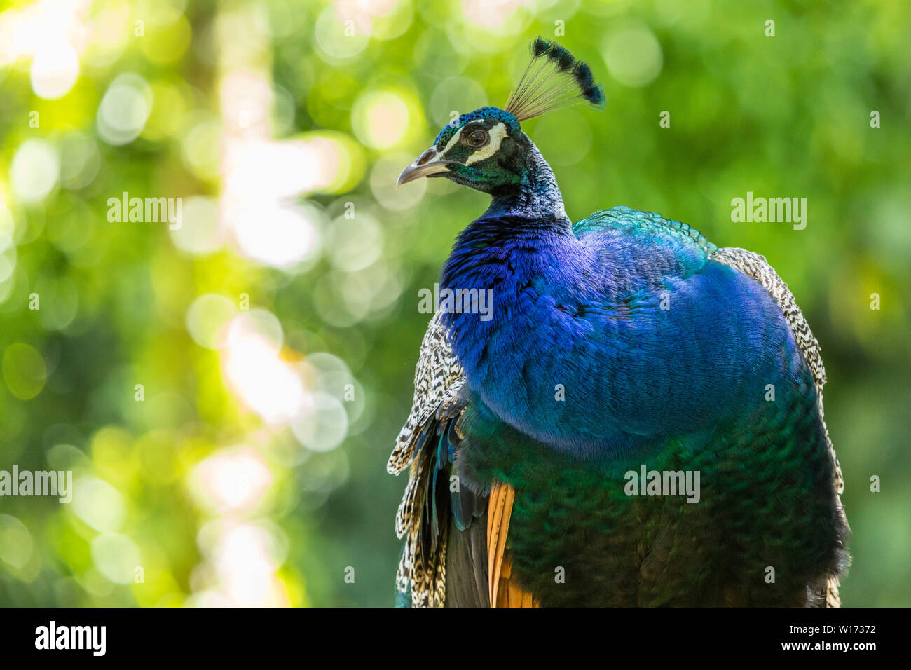 Peacock at Garden of Eden Arboretum, Maui Stock Photo - Alamy