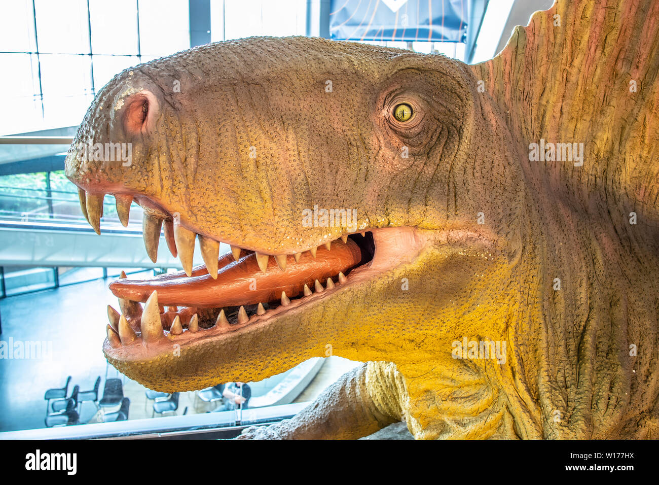 Dimetrodon Dinosaur High Resolution Stock Photography and Images - Alamy
