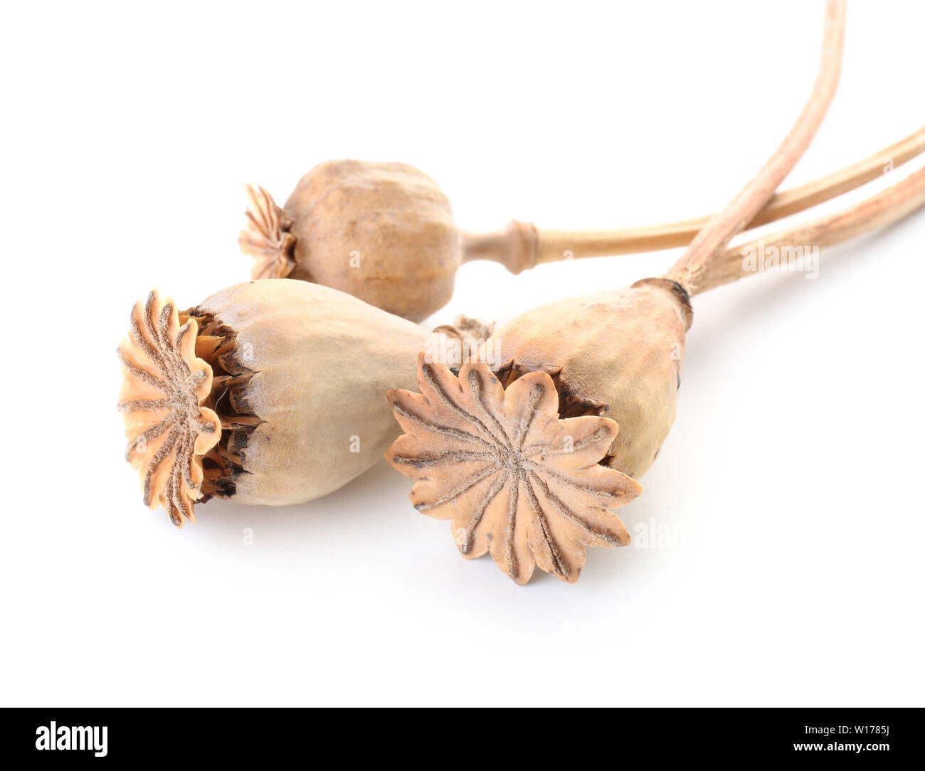 Dry poppy heads on white background Stock Photo - Alamy