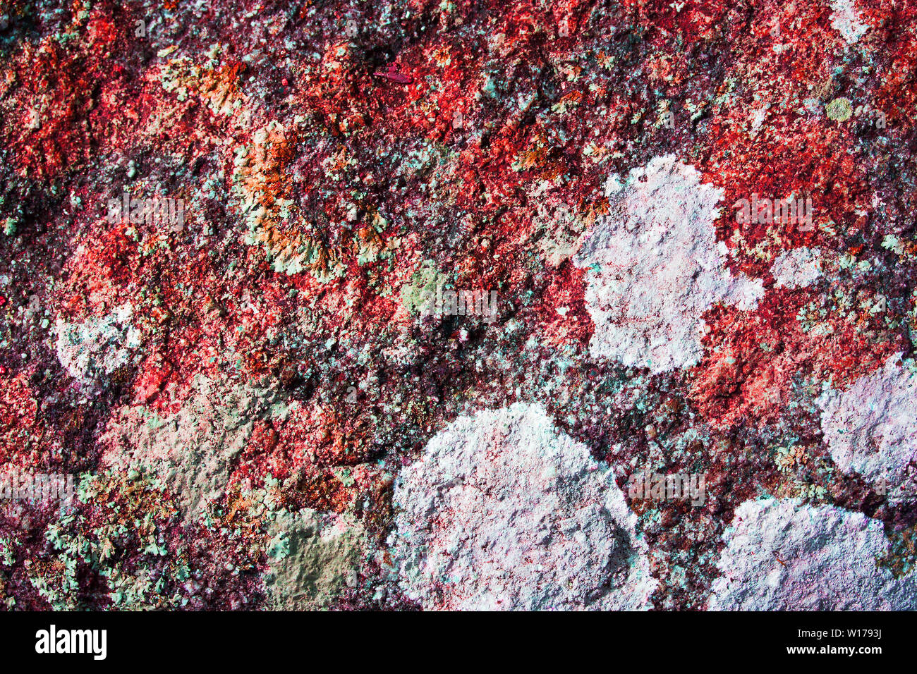 Various fungi hi-res stock photography and images - Alamy