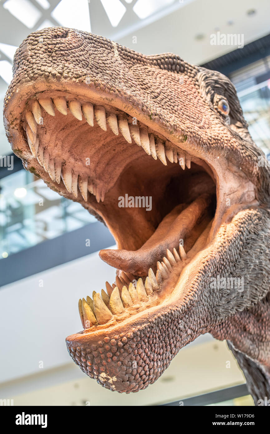 Utahraptor fossil hi-res stock photography and images - Alamy