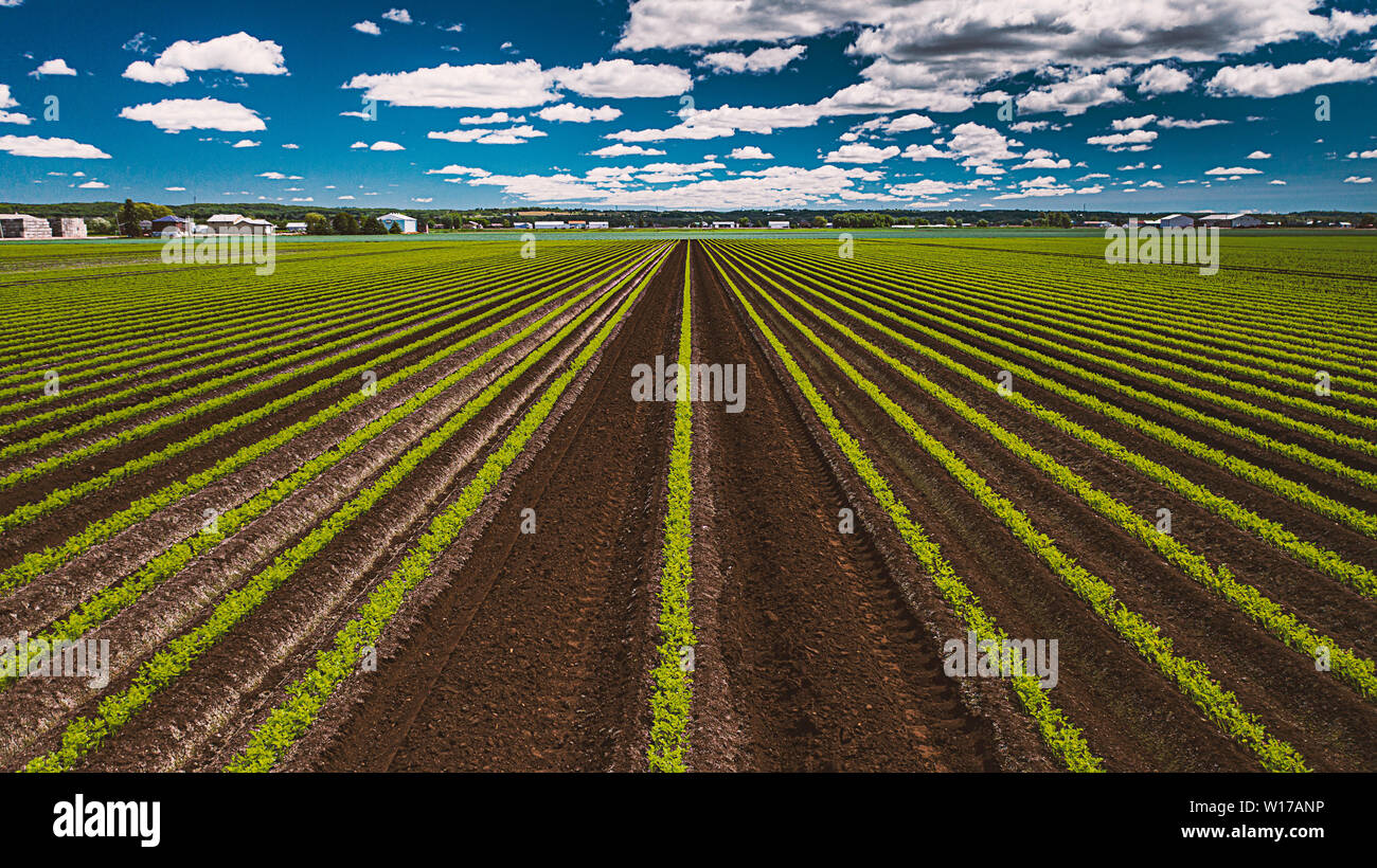 Rows and Rows Stock Photo - Alamy