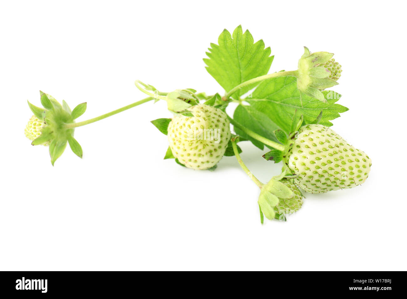 Unripe strawberry on white background Stock Photo - Alamy