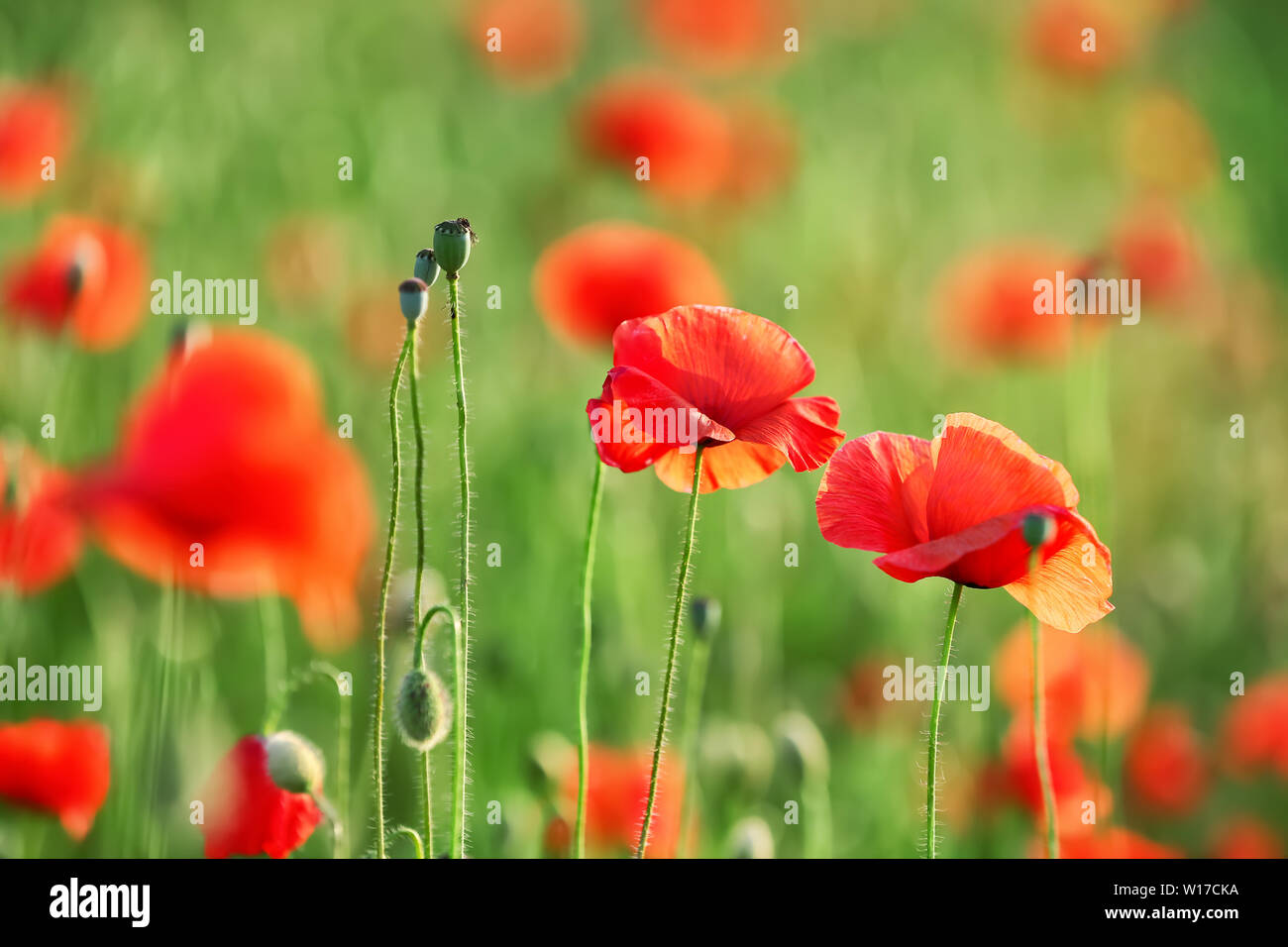 Beautiful red poppy flowers in green field Stock Photo - Alamy
