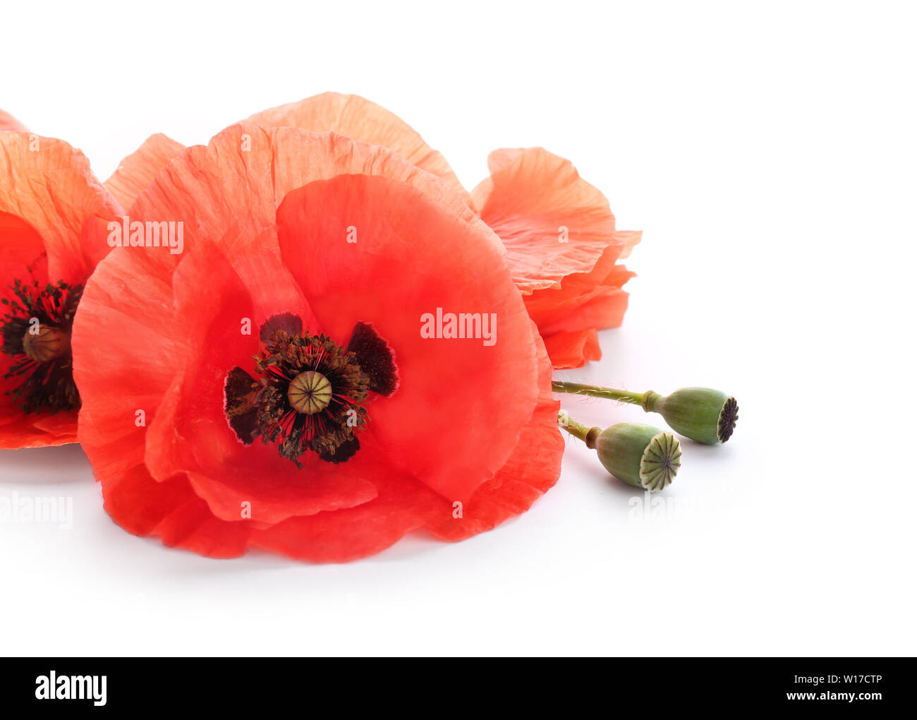 Beautiful red poppy flowers on white background Stock Photo - Alamy