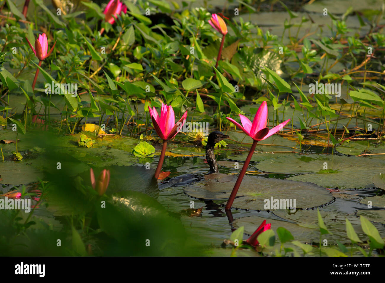 Little Cormorant also known as Choto Pankouri at Jahangirnagar ...