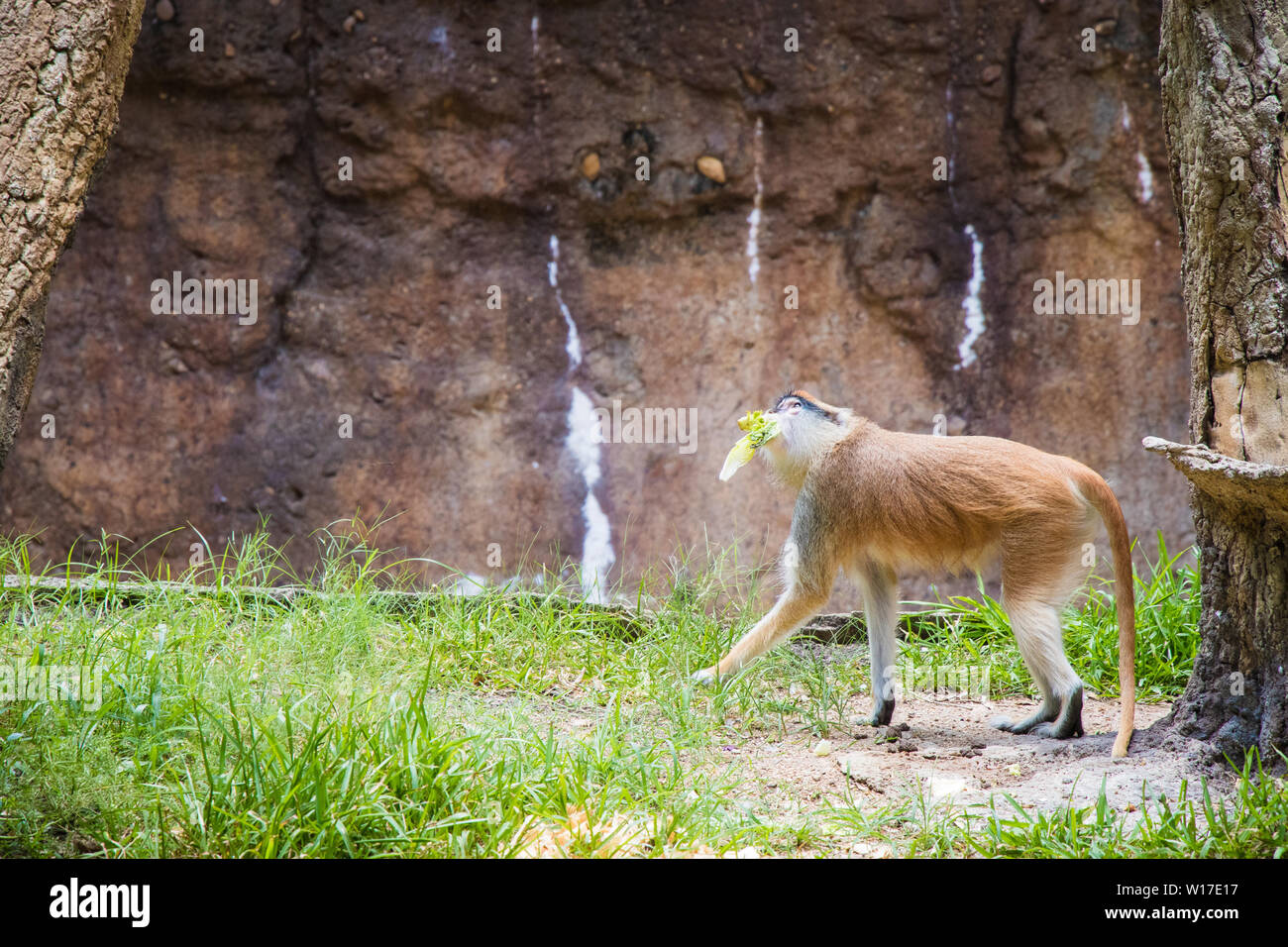 A monkey with his dinner Stock Photo - Alamy