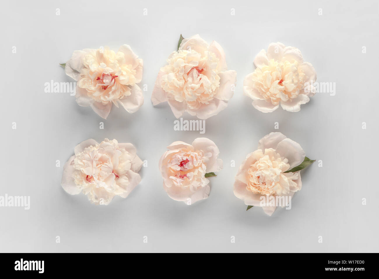 Beautiful peonies on white background Stock Photo - Alamy