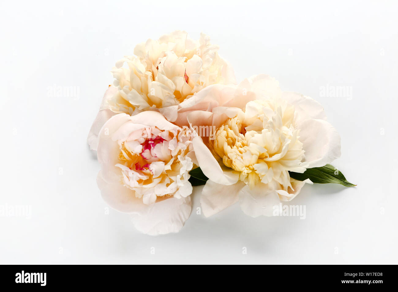Beautiful peonies on white background Stock Photo - Alamy