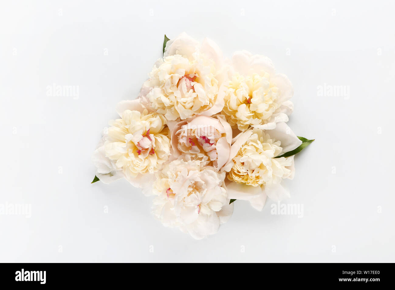 Beautiful peonies on white background Stock Photo - Alamy