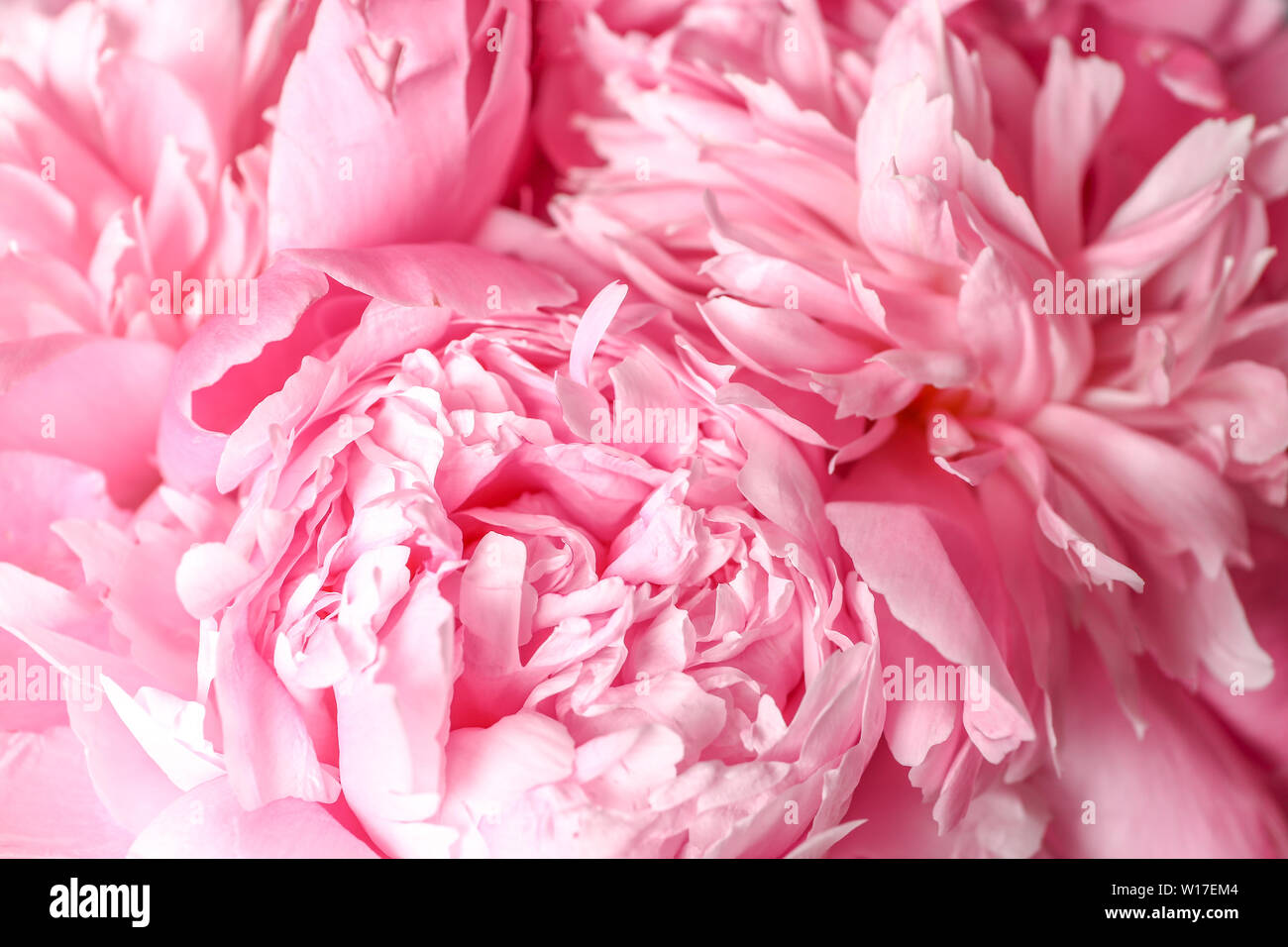 Beautiful fresh peony flowers, closeup Stock Photo - Alamy