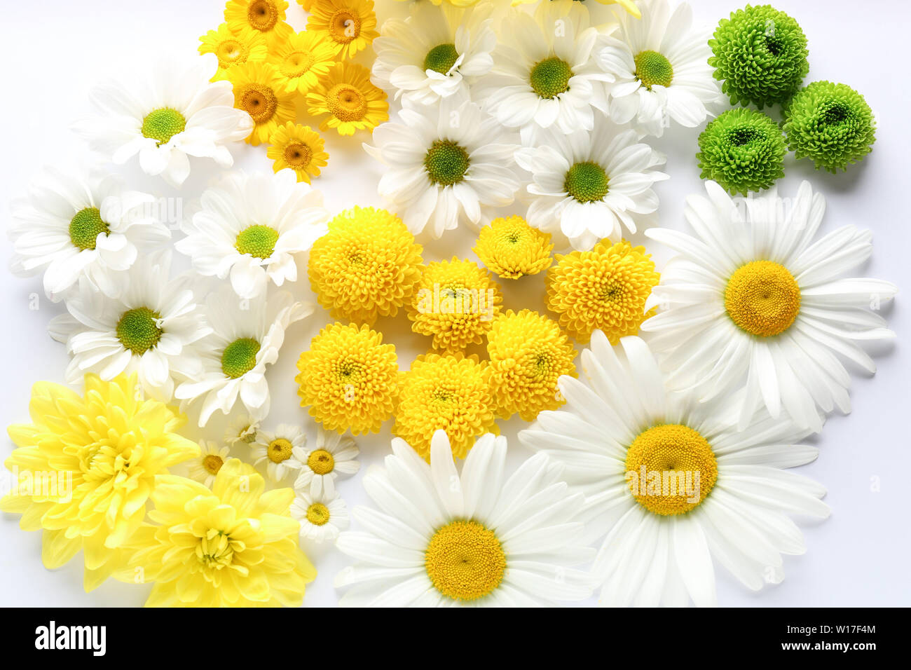 Beautiful flower composition on white background Stock Photo - Alamy