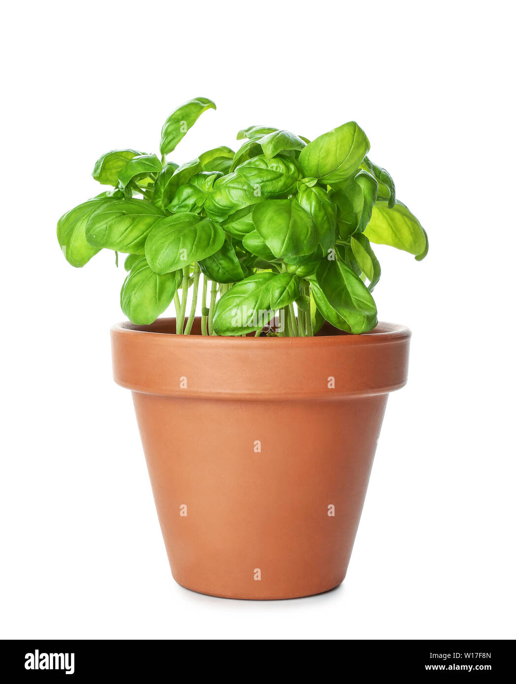 Fresh basil in pot on white background Stock Photo - Alamy