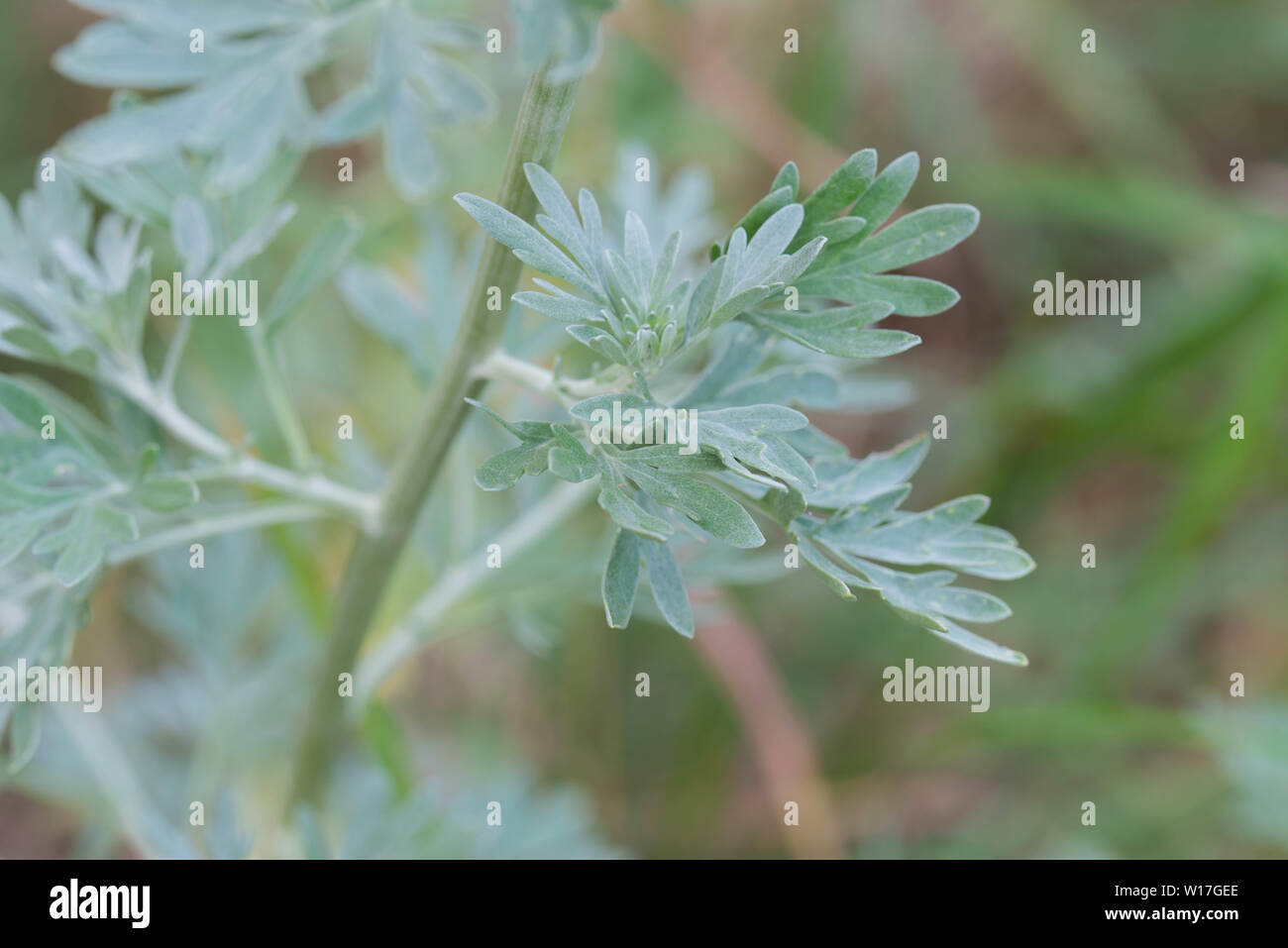Absinthe wormwood hi-res stock photography and images - Alamy