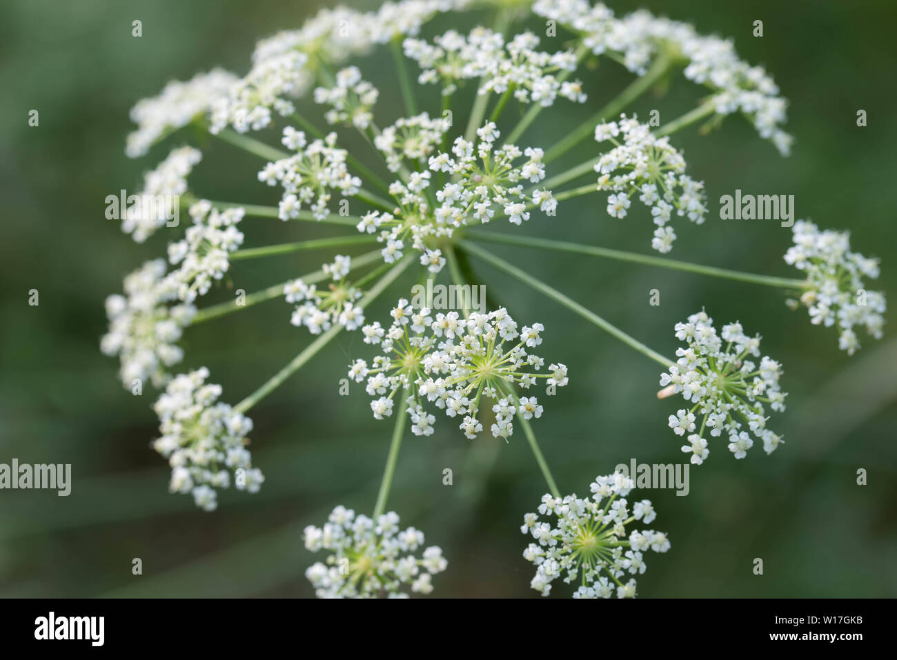 Hemlock flower hi-res stock photography and images - Alamy