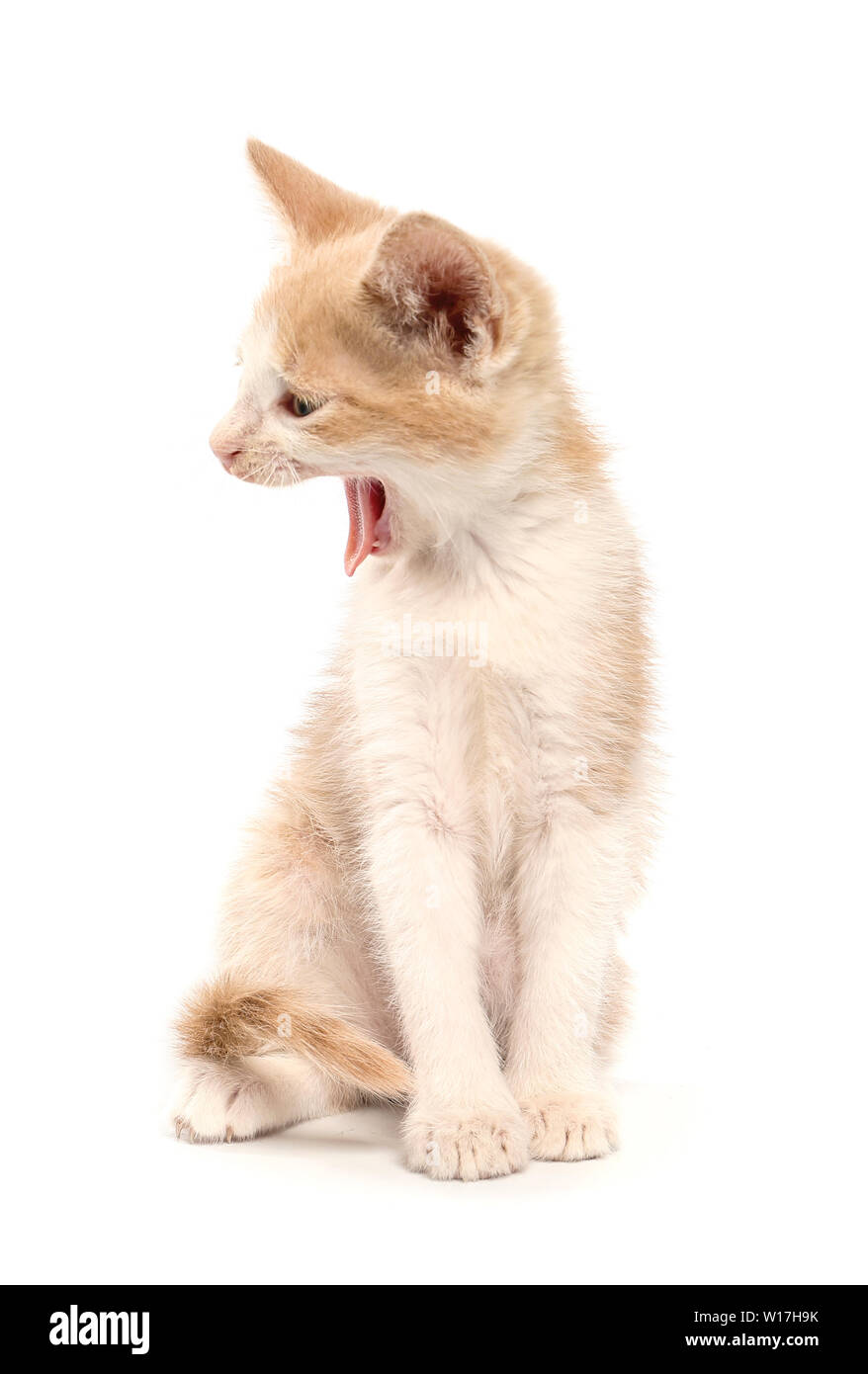 Cute funny kitten on white background Stock Photo - Alamy