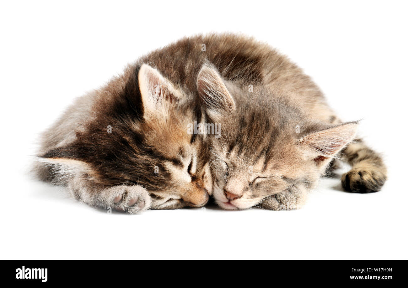 Sleepy cat lying on Cut Out Stock Images & Pictures - Alamy