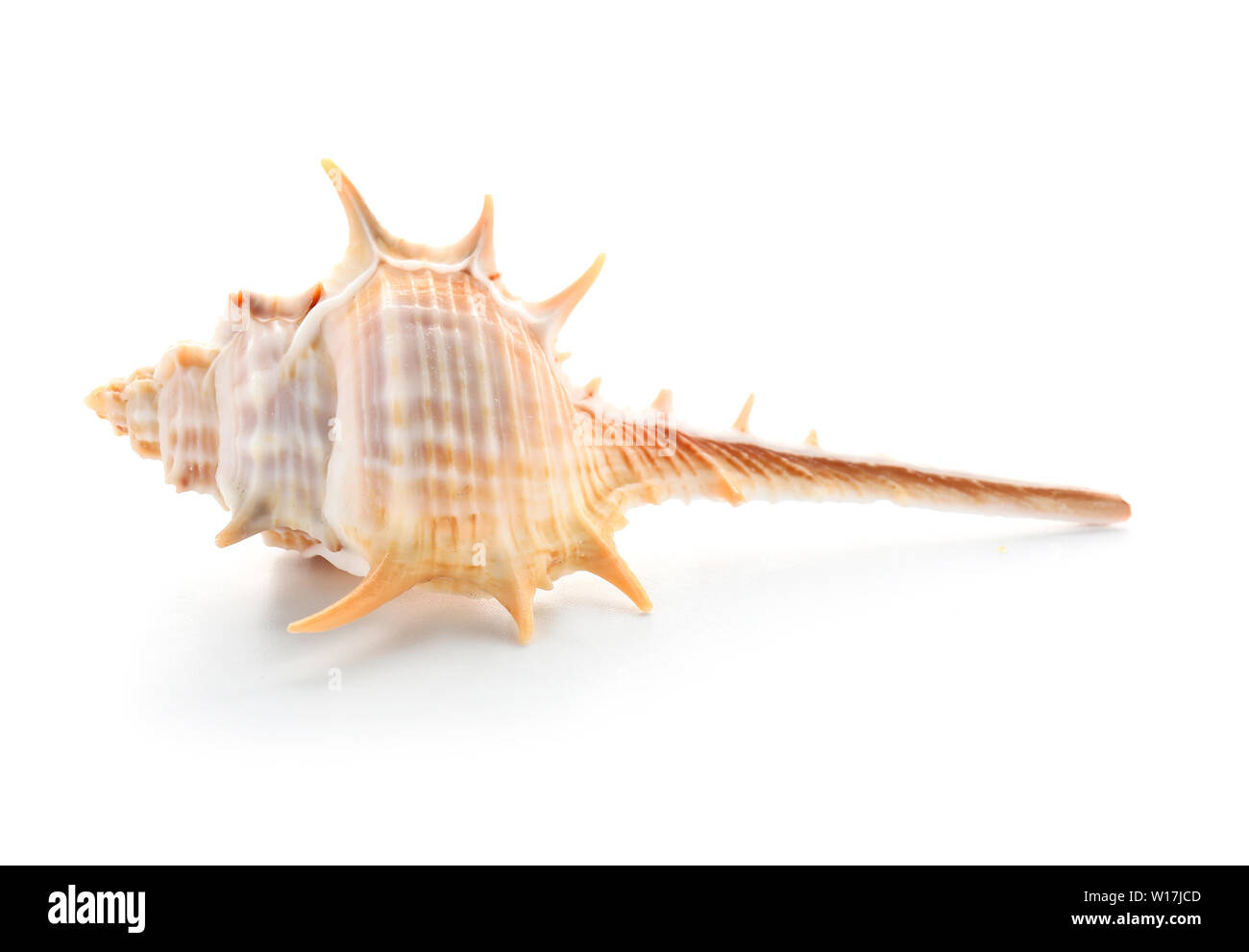 Beautiful sea shell on white background Stock Photo - Alamy