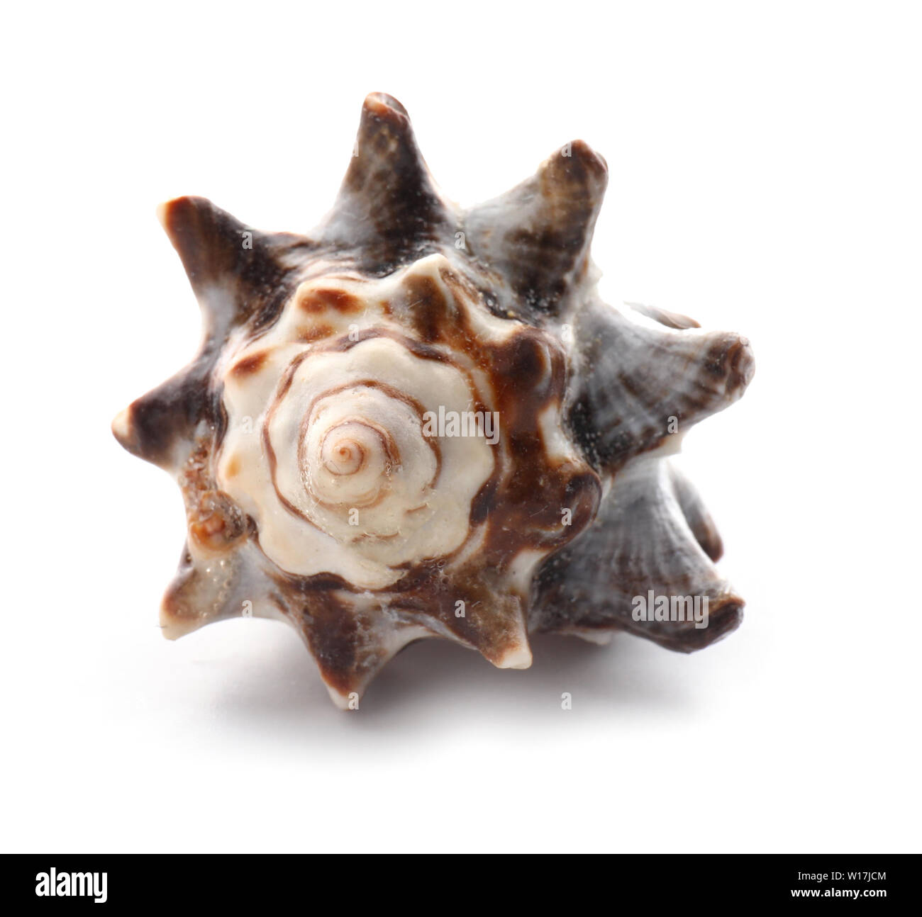 Beautiful sea shell on white background Stock Photo - Alamy