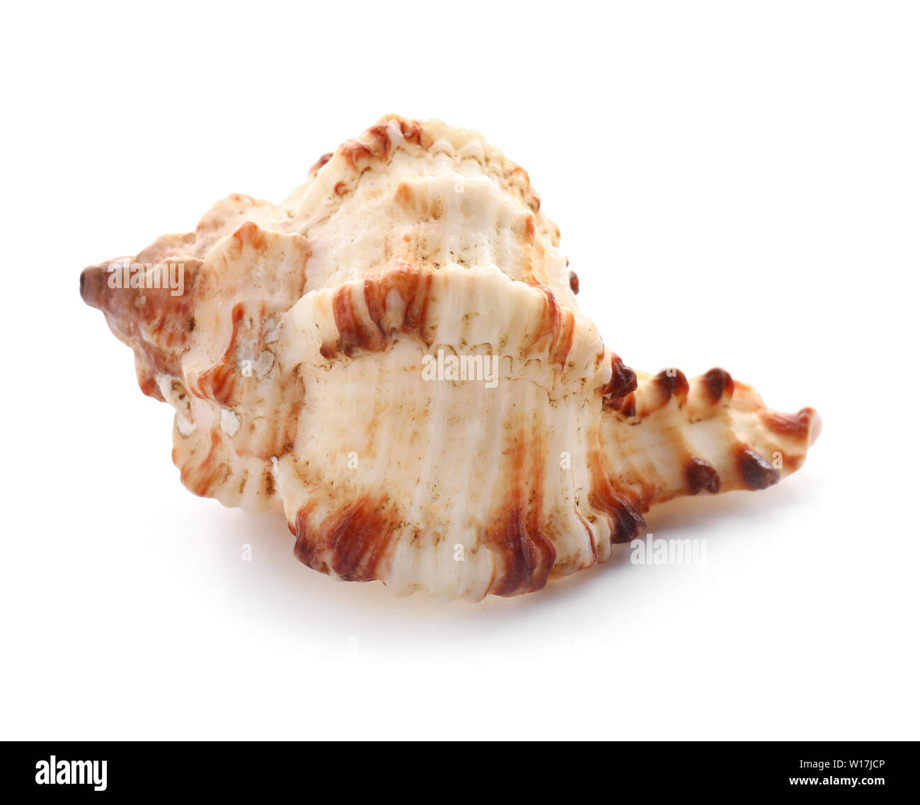 Beautiful sea shell on white background Stock Photo - Alamy