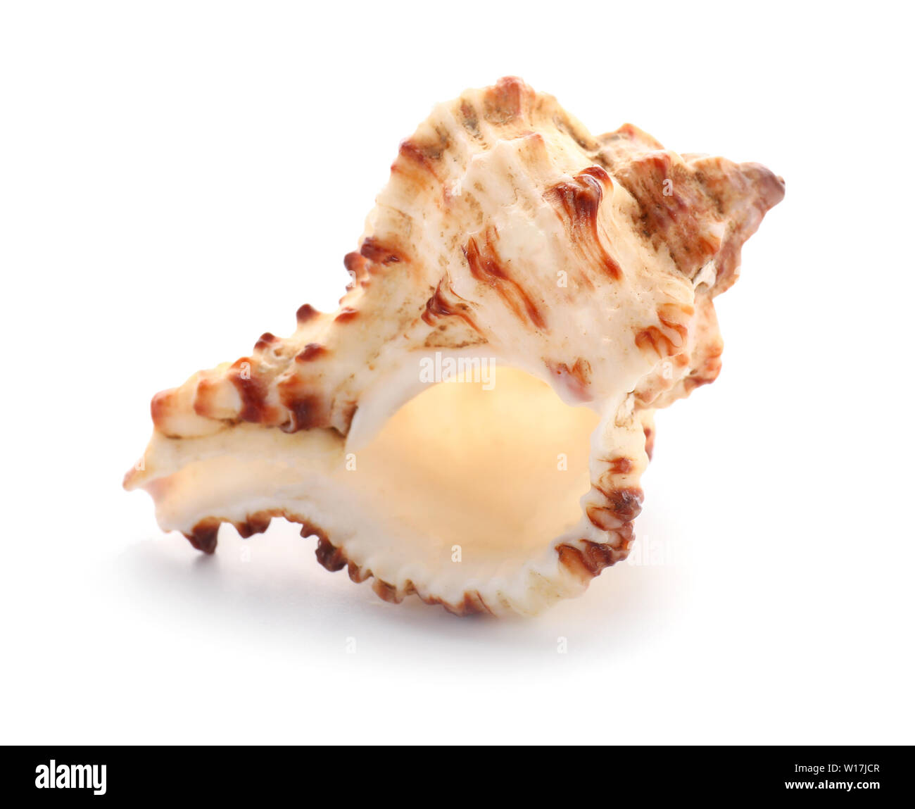 Beautiful sea shell on white background Stock Photo - Alamy