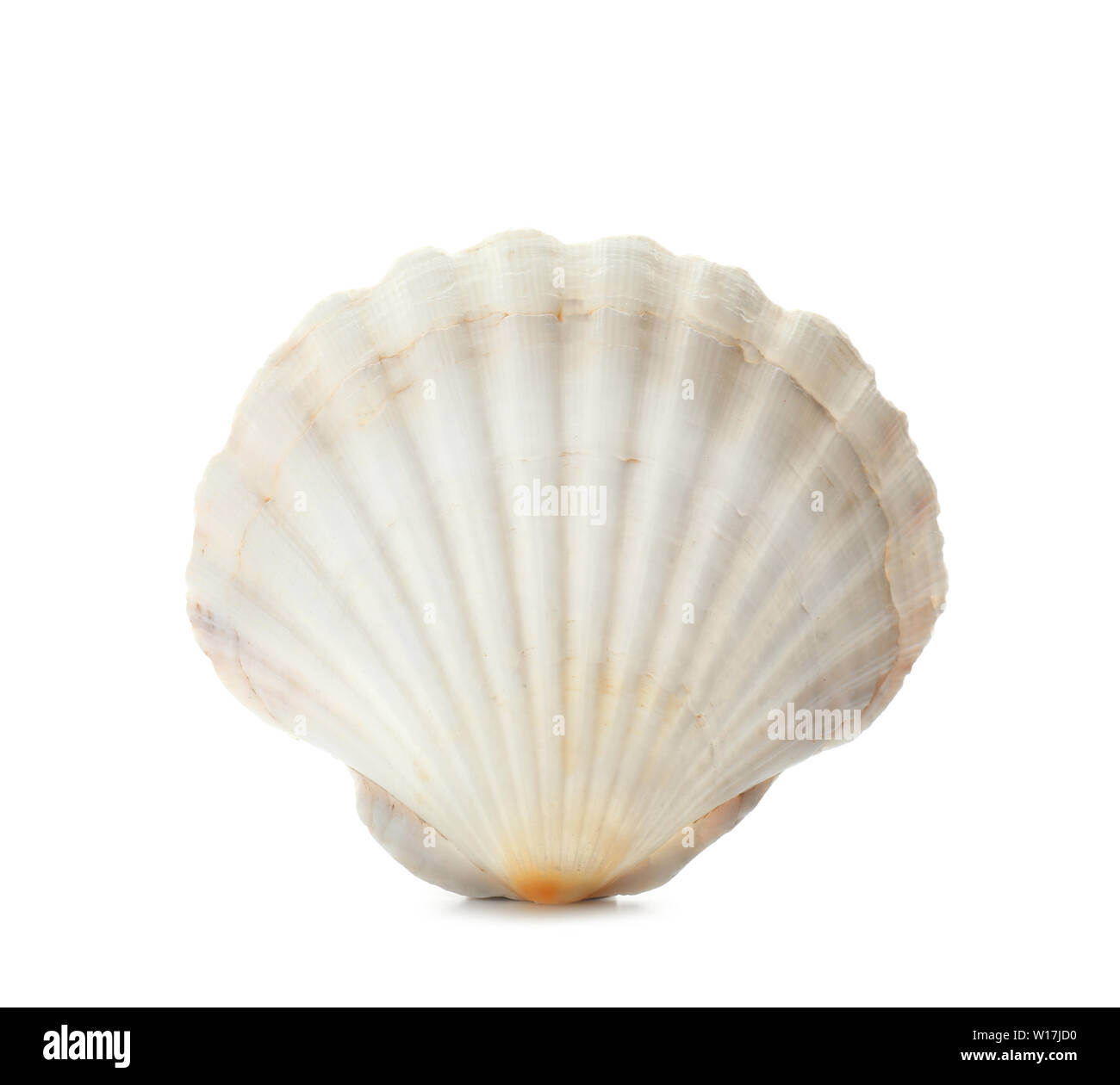 Beautiful sea shell on white background Stock Photo - Alamy