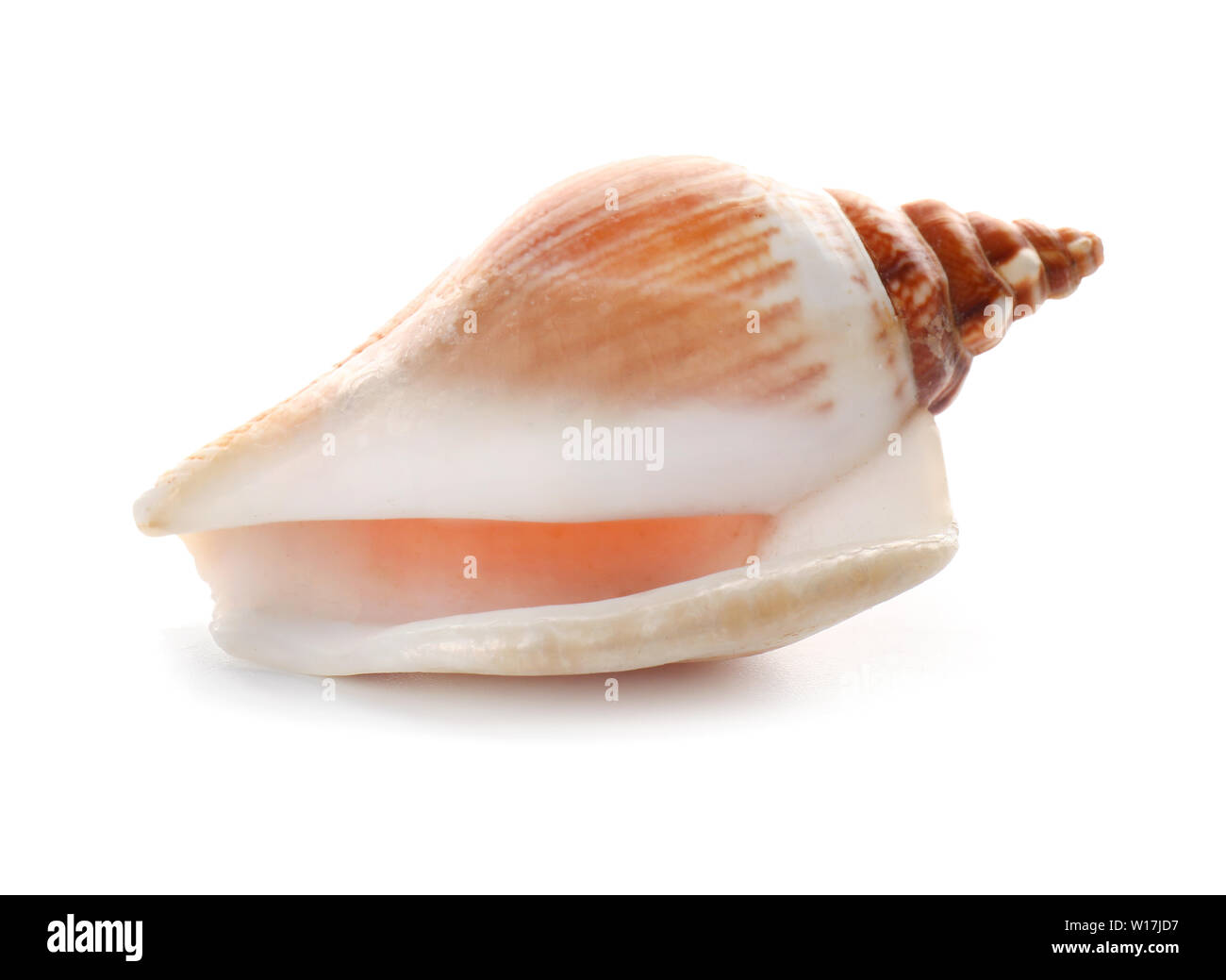 Beautiful sea shell on white background Stock Photo - Alamy