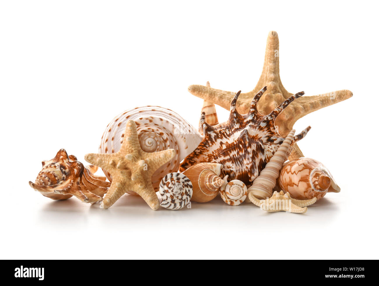 Beautiful sea shells on white background Stock Photo - Alamy