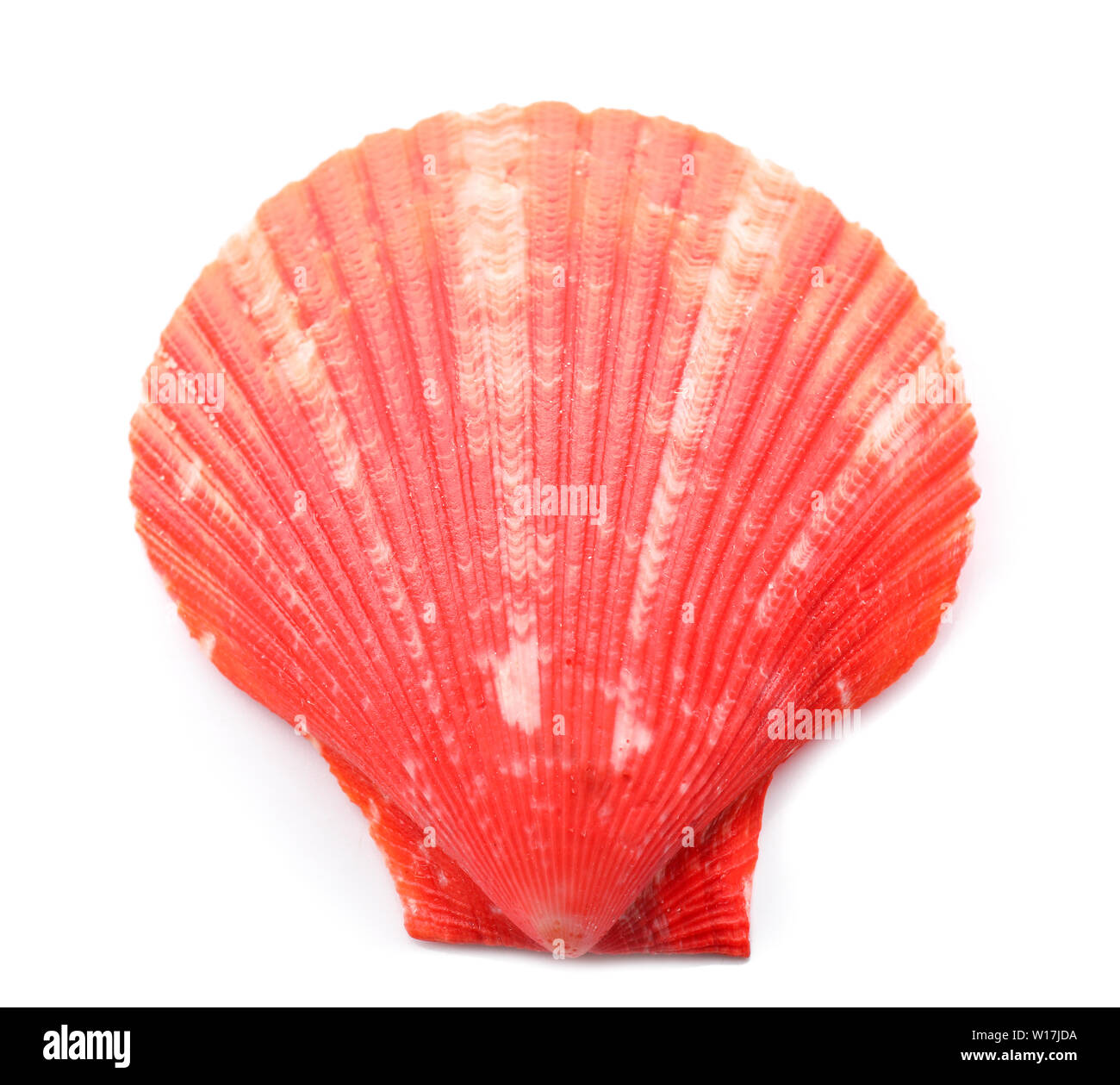 Beautiful sea shell on white background Stock Photo - Alamy