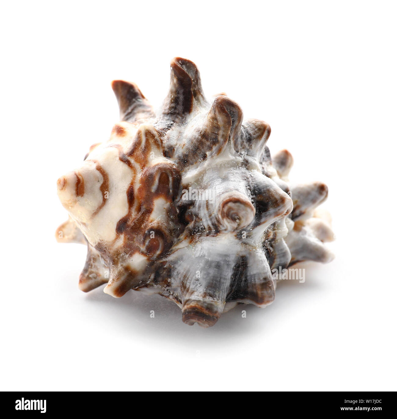Beautiful sea shell on white background Stock Photo - Alamy