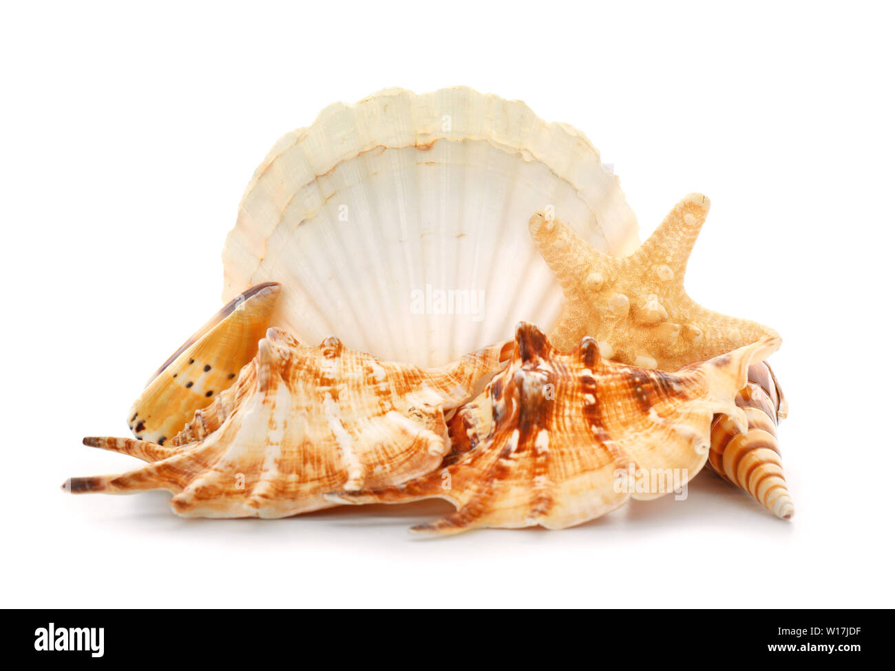 Beautiful sea shells on white background Stock Photo - Alamy