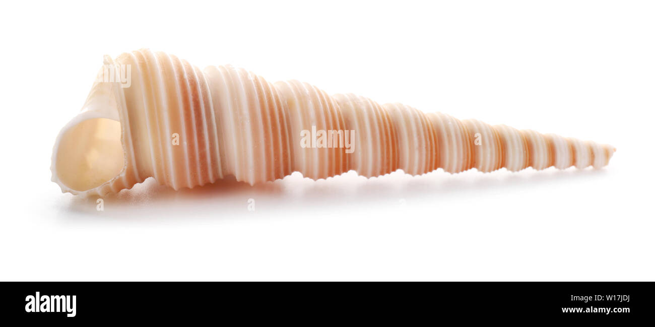 Beautiful sea shell on white background Stock Photo - Alamy