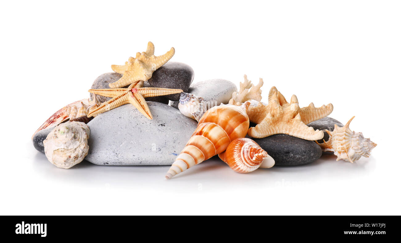 Beautiful sea shells on white background Stock Photo - Alamy