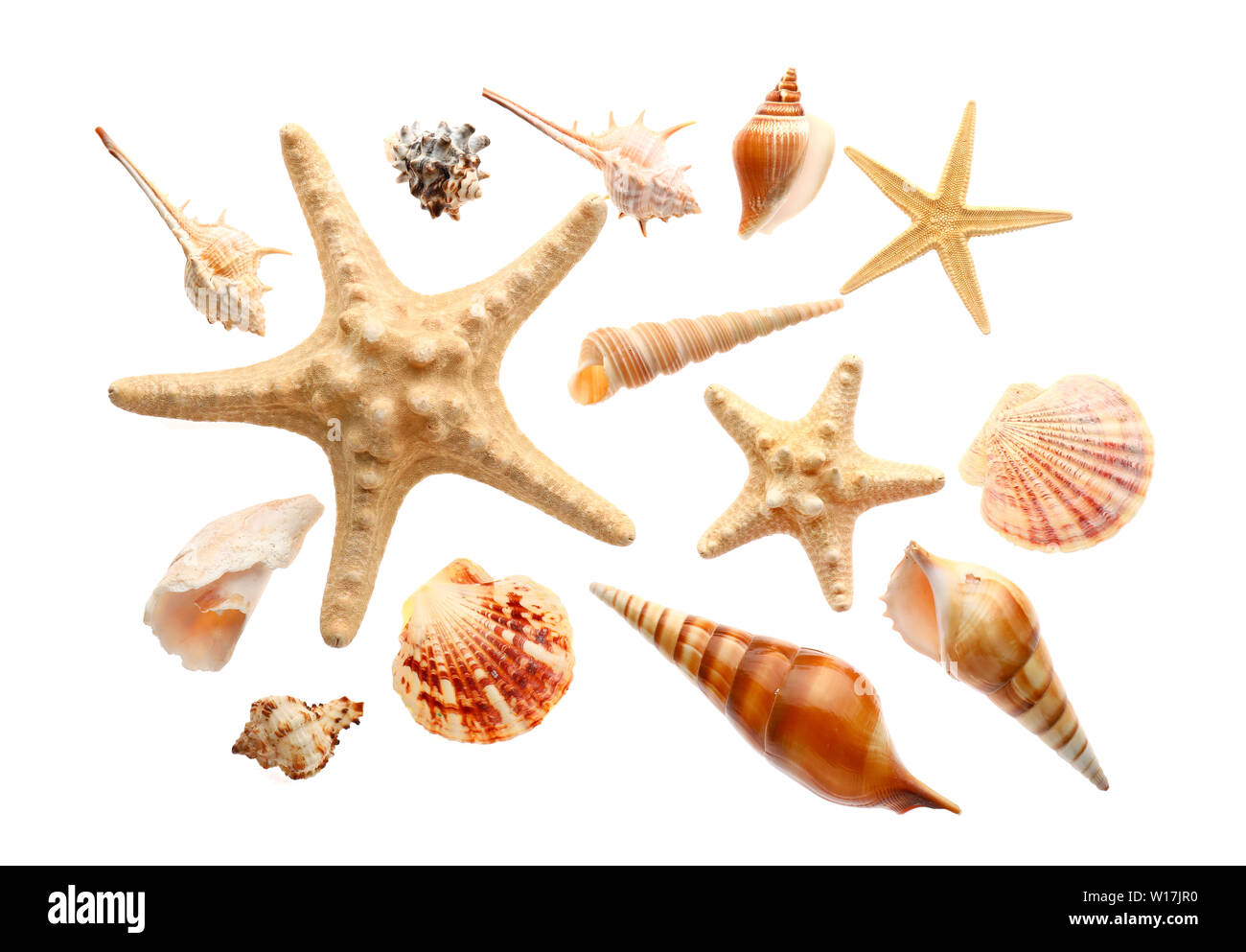 Many many species Cut Out Stock Images & Pictures - Alamy