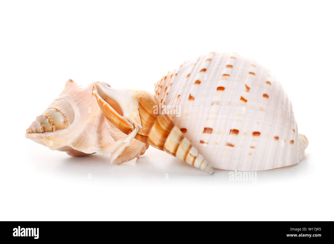 Beautiful sea shells on white background Stock Photo - Alamy