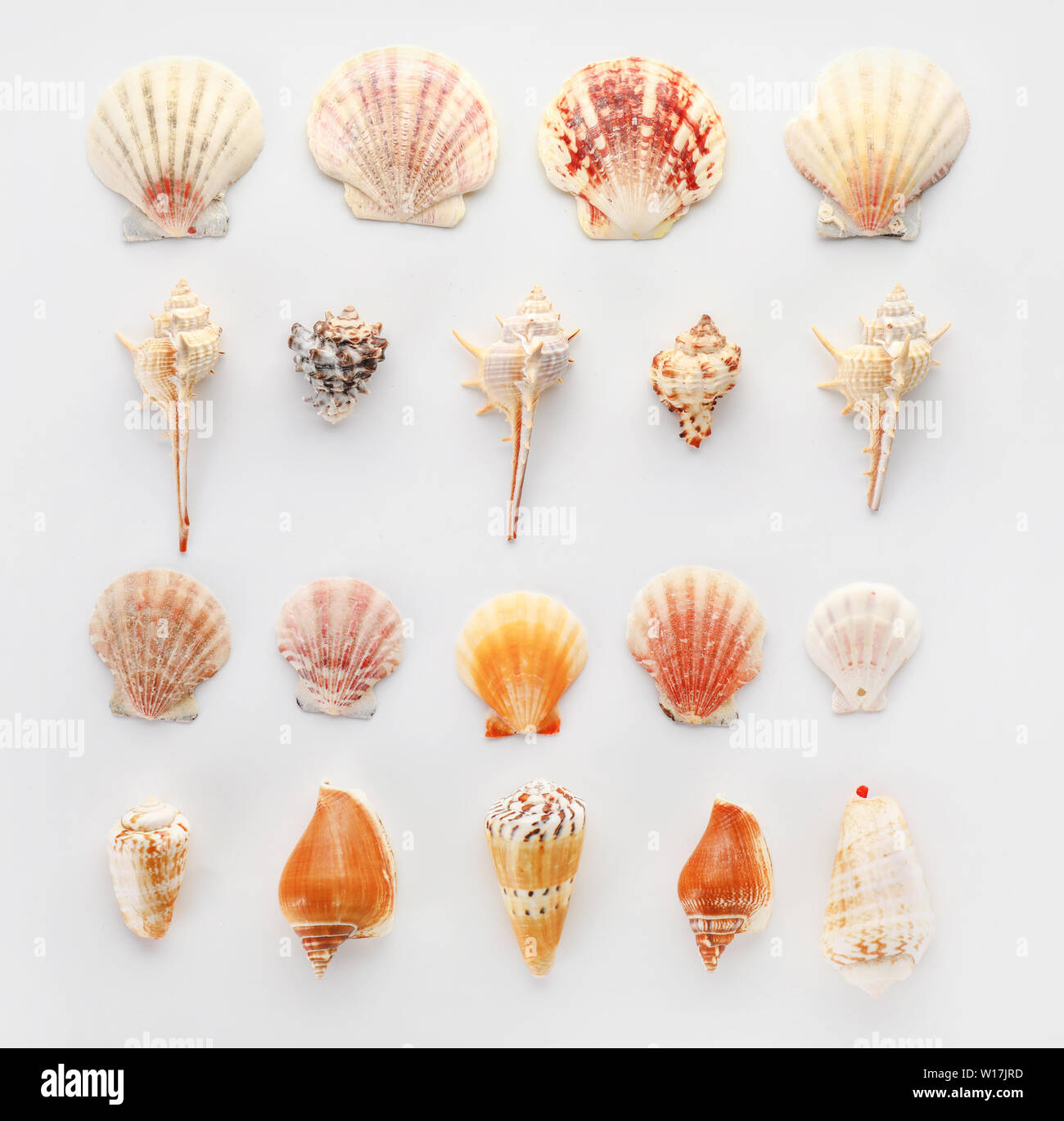 Beautiful sea shells on light background, top view Stock Photo - Alamy