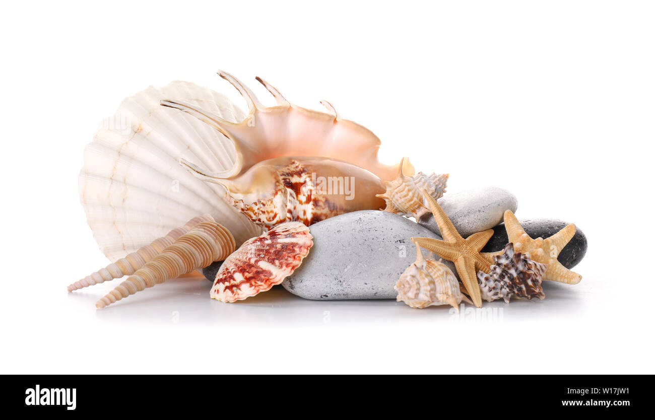 Beautiful sea shells on white background Stock Photo - Alamy