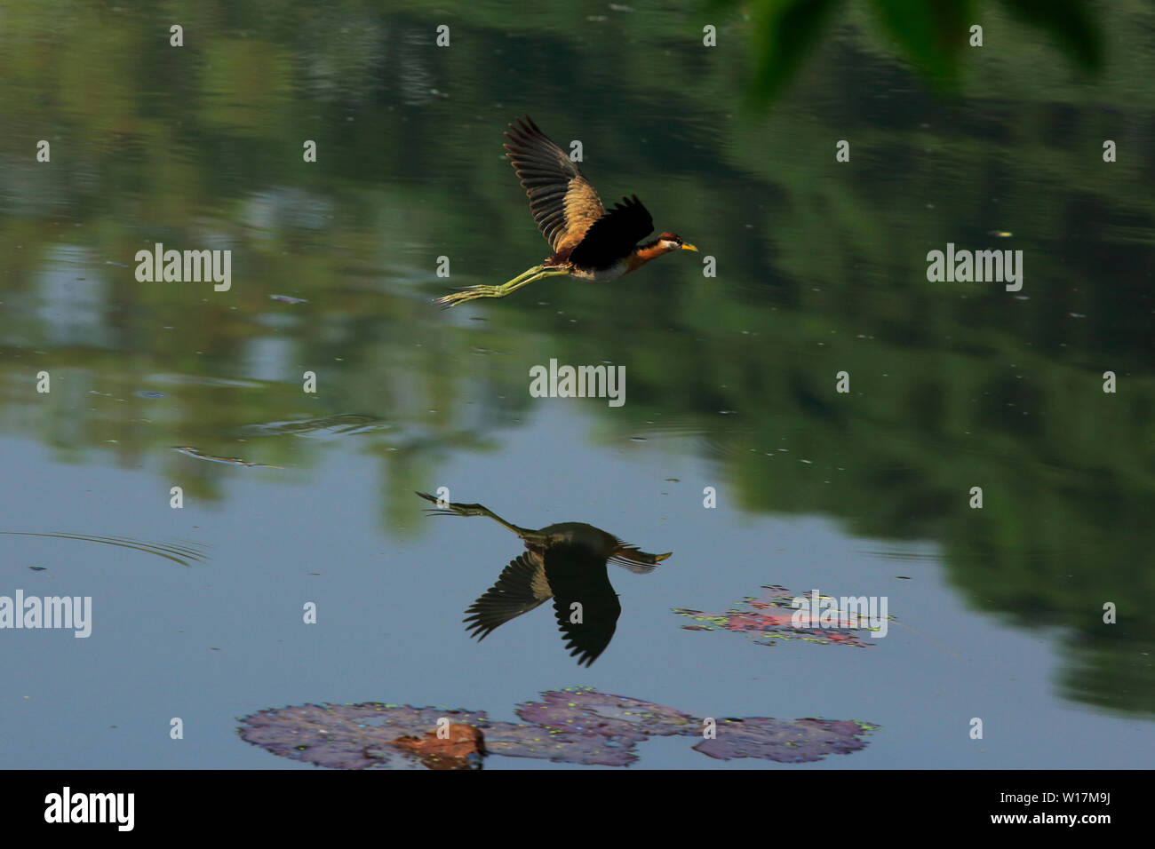 A bronze-winged jacana flying on a lake at Jahangirnagar University ...