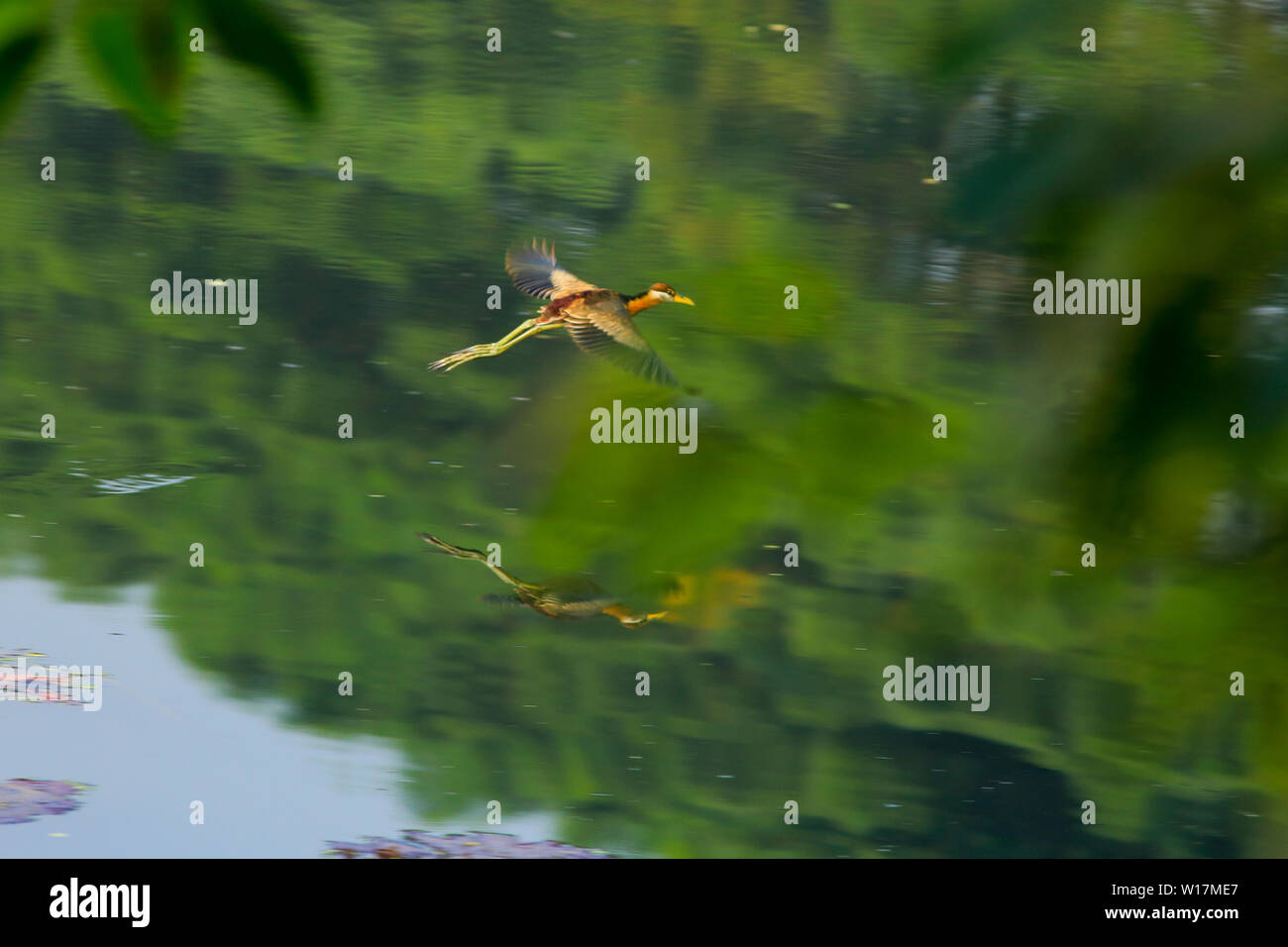 A bronze-winged jacana flying on a lake at Jahangirnagar University ...