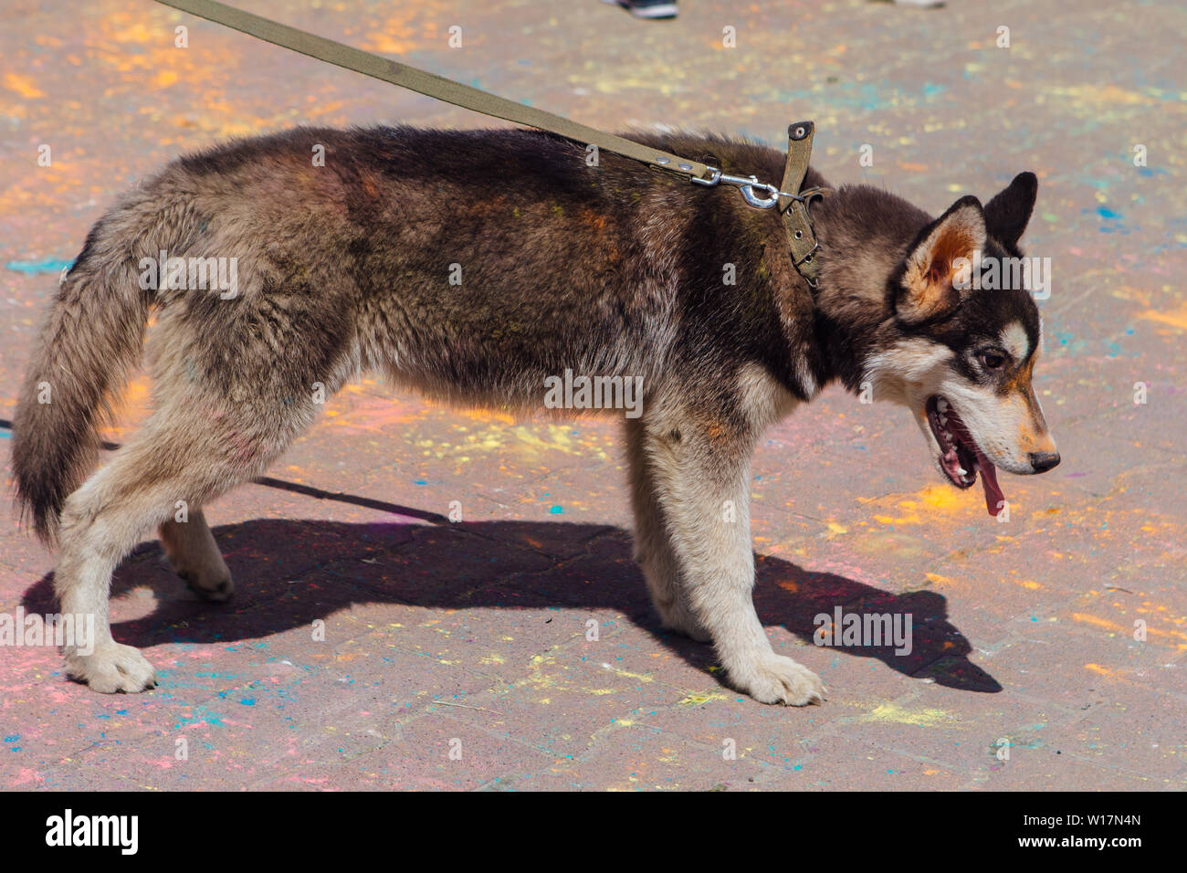 Dog holi powder hi-res stock photography and images - Alamy