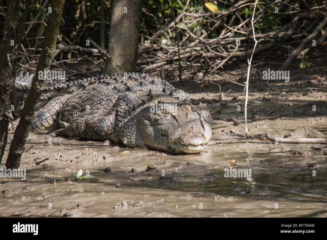 Australian saltwater crocodile hi-res stock photography and images - Alamy