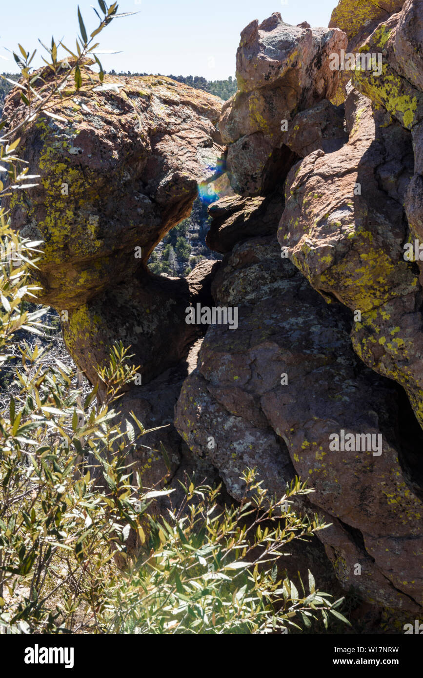Trees grow on rock formations of sandstone and rhyolite in the ...