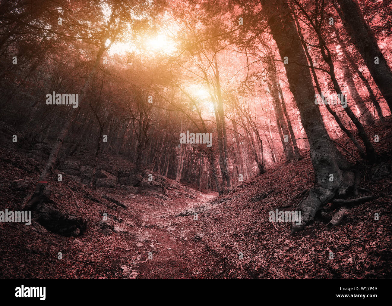 Infrared forest hi-res stock photography and images - Alamy