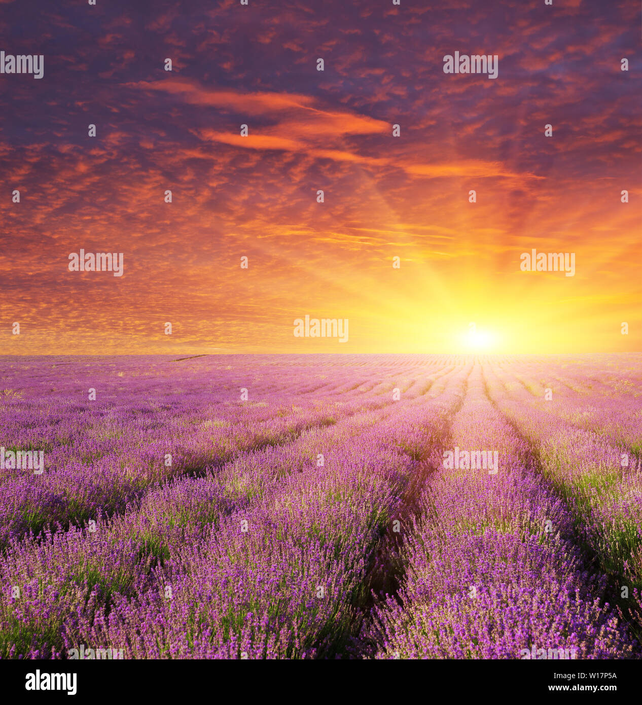 Spring time nature hi-res stock photography and images - Alamy