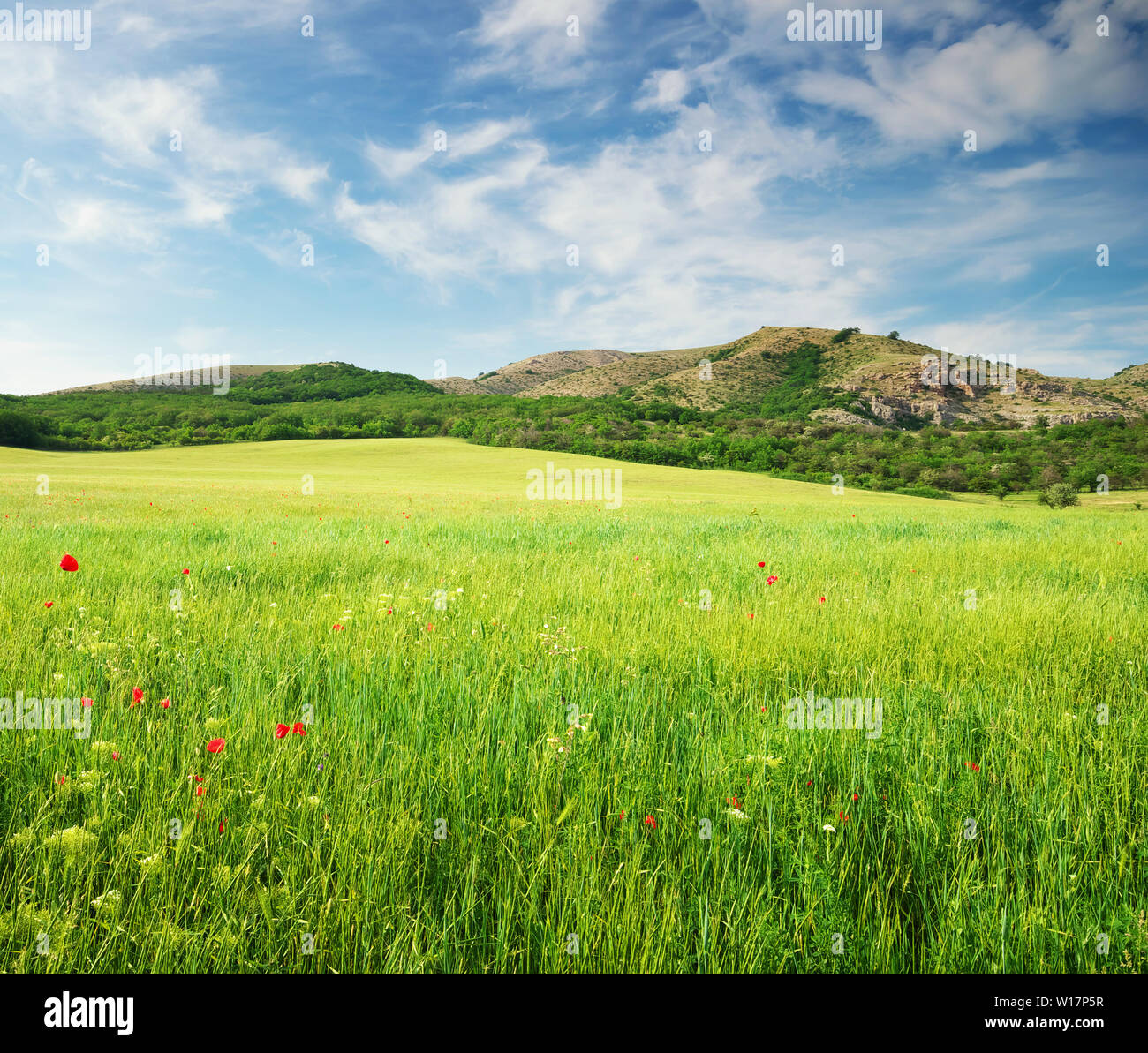 Green spring meadow in mountain. Composition of nature Stock Photo - Alamy